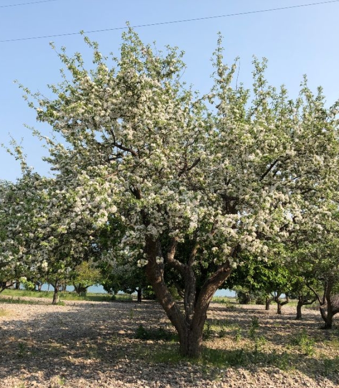 Flathead Lake Orchard Estate - Special Finds, Unique Homes